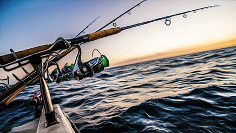 A Fishy New Hobby – The Love Bird